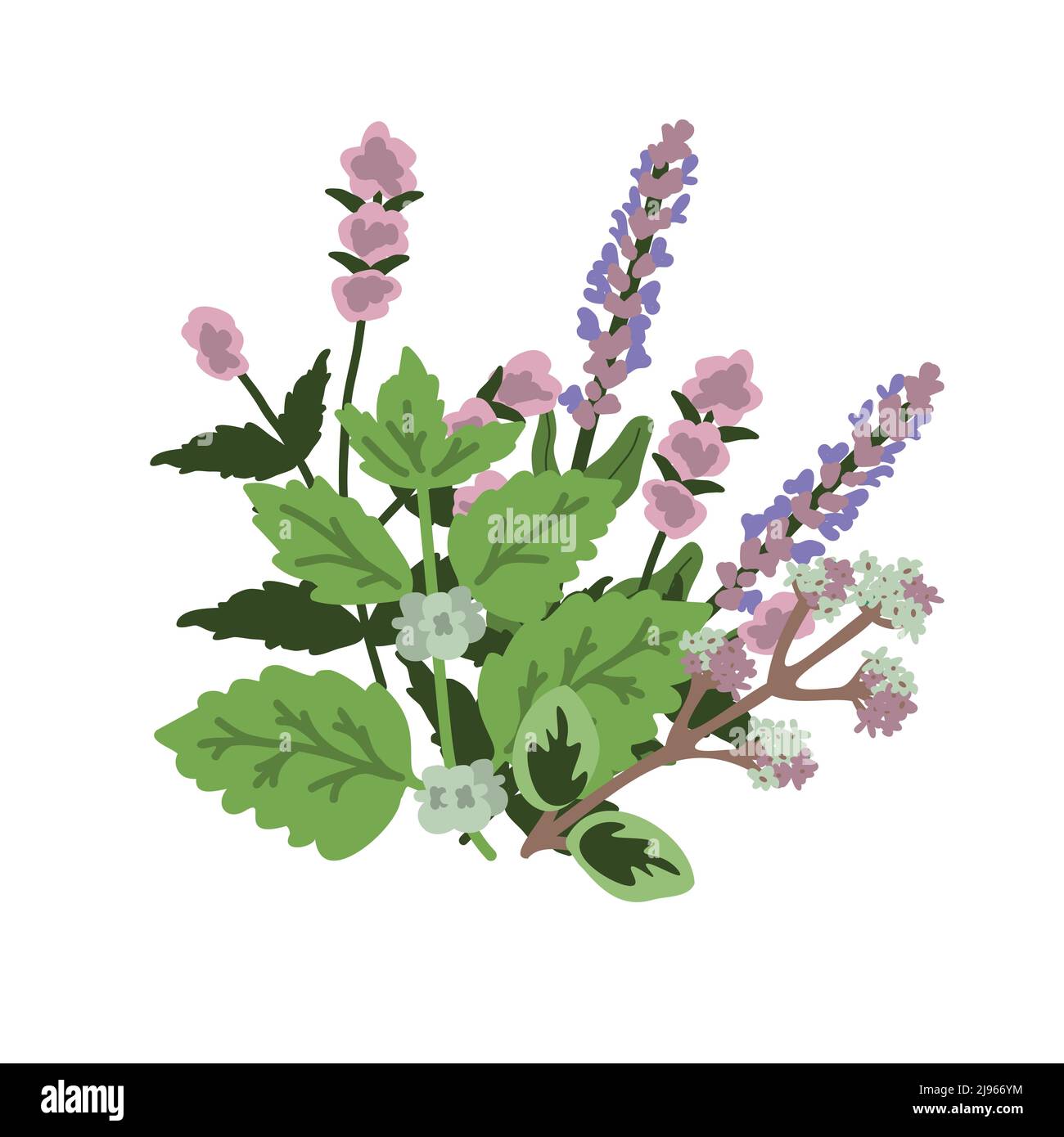 Simple herbs cartoon vector illustration Stock Vector Image & Art - Alamy