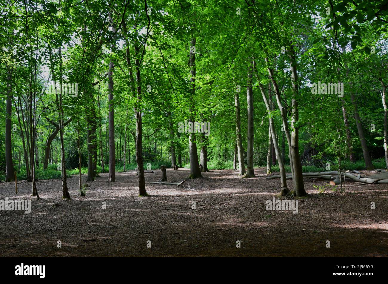 Highwood country park Stock Photo - Alamy