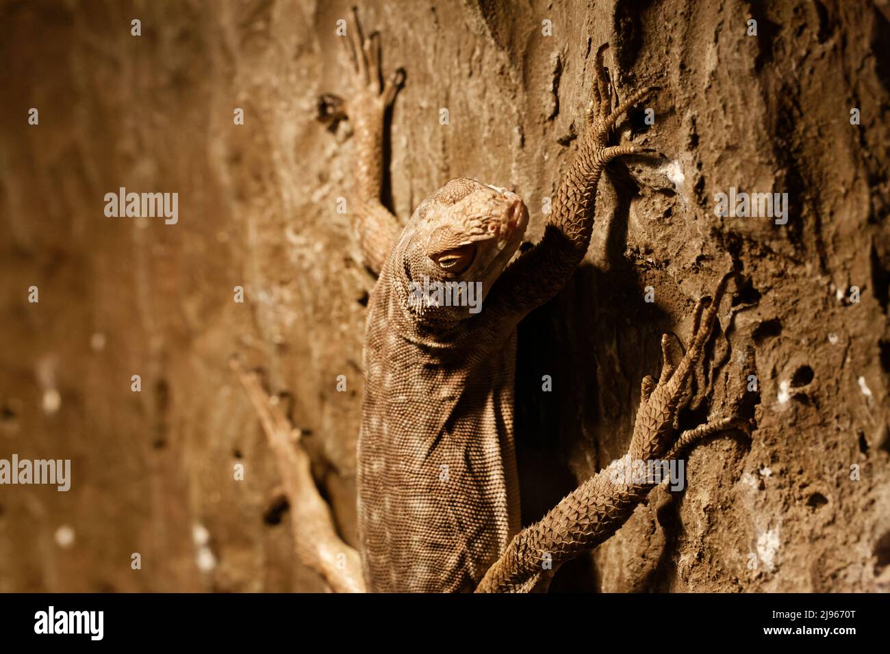 A huge lizard on a concrete wall looking at camera, close-up view Stock ...
