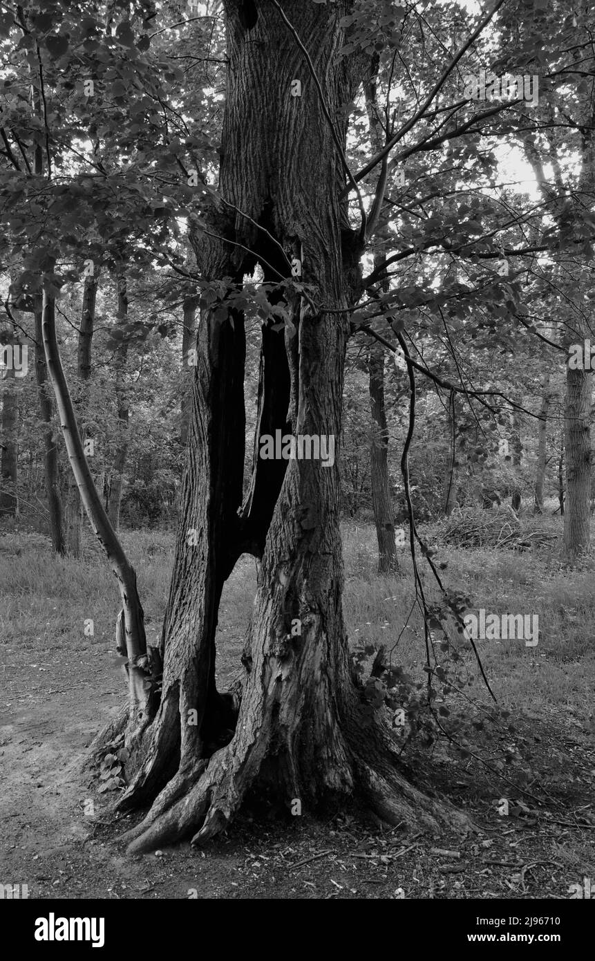 Highwood country park Stock Photo - Alamy