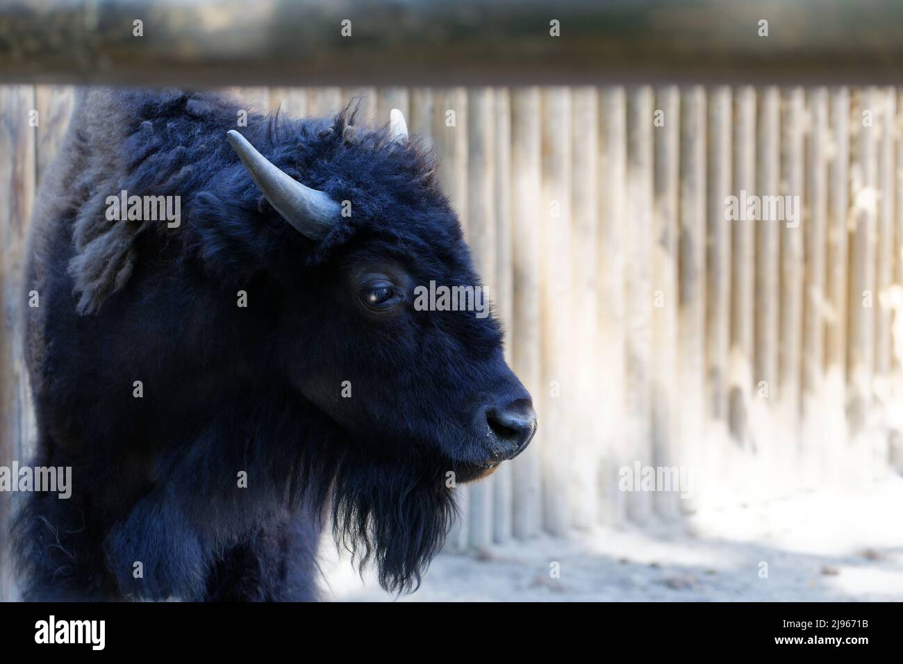 A young shaggy black fur sad bison in the zoo close-up head shot Stock ...