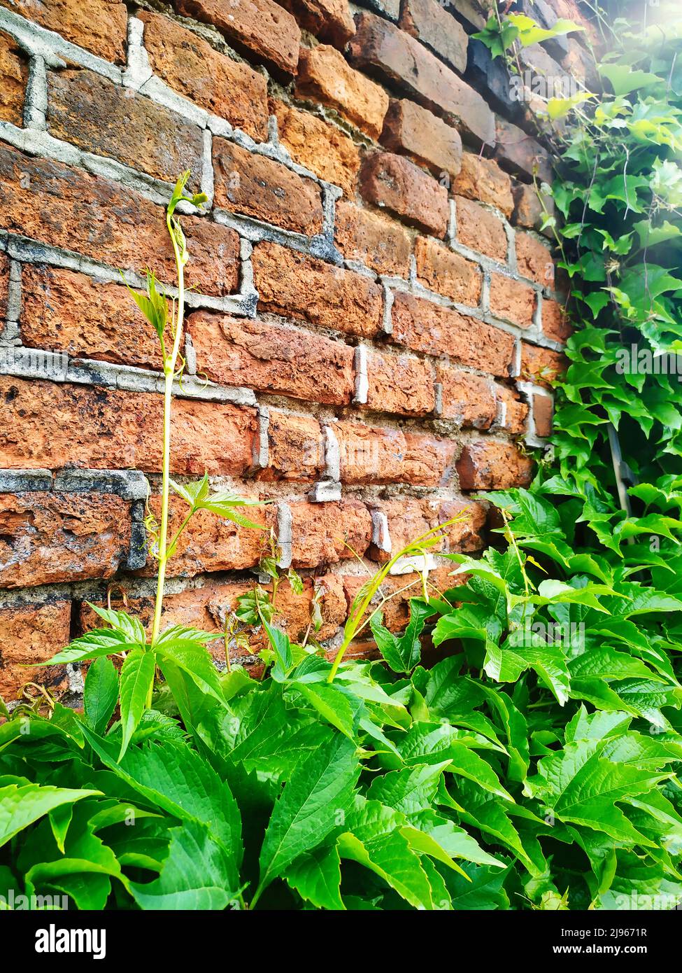 Old brick wall texture plant hi-res stock photography and images - Alamy