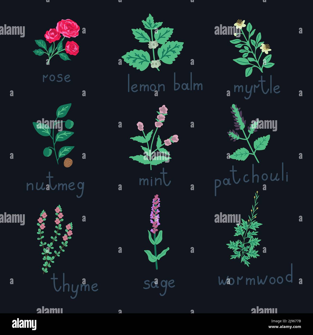 Essential oil plants vector set Stock Vector Image & Art - Alamy