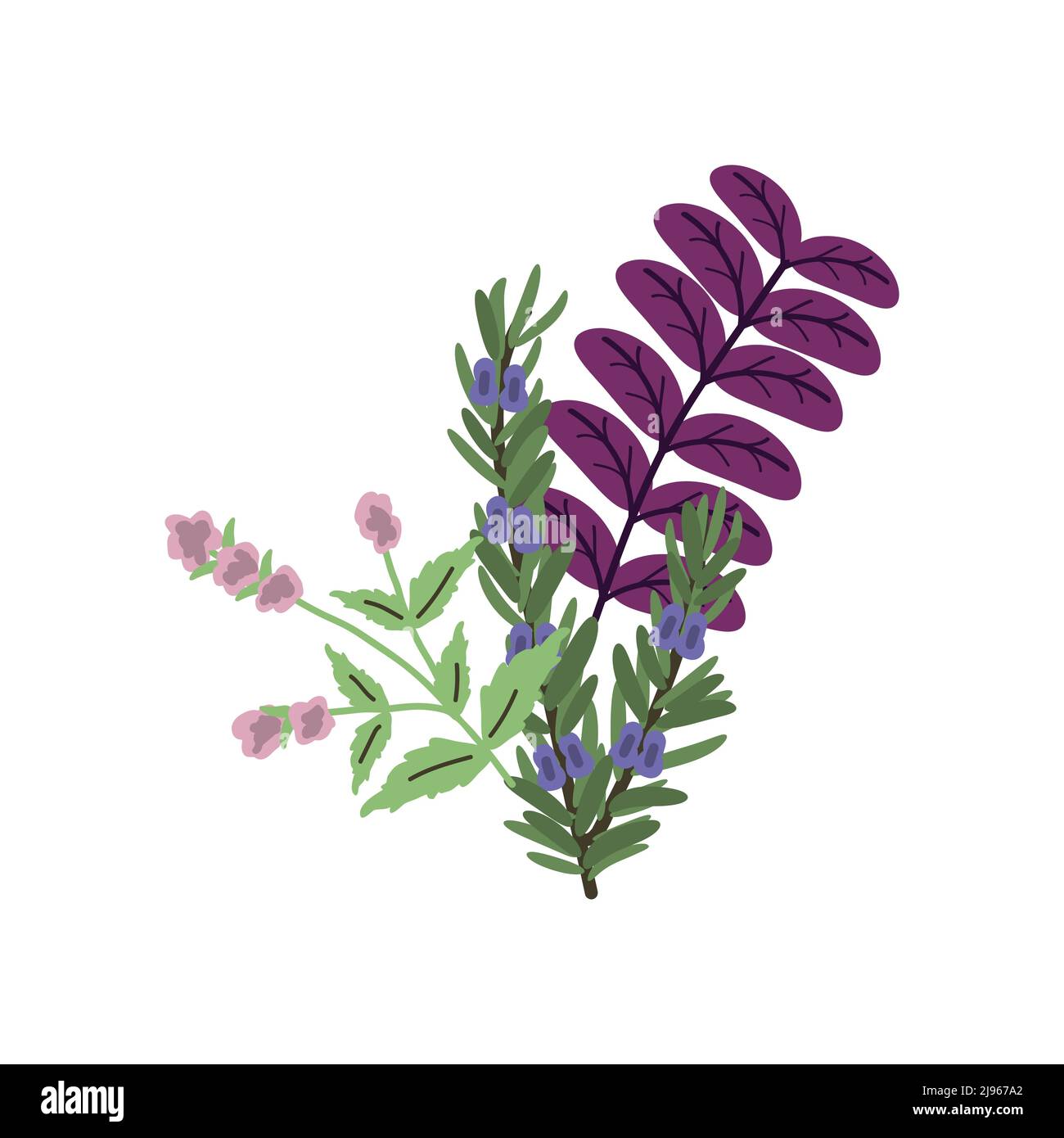 Isolated herbs simple vector bunch Stock Vector Image & Art - Alamy