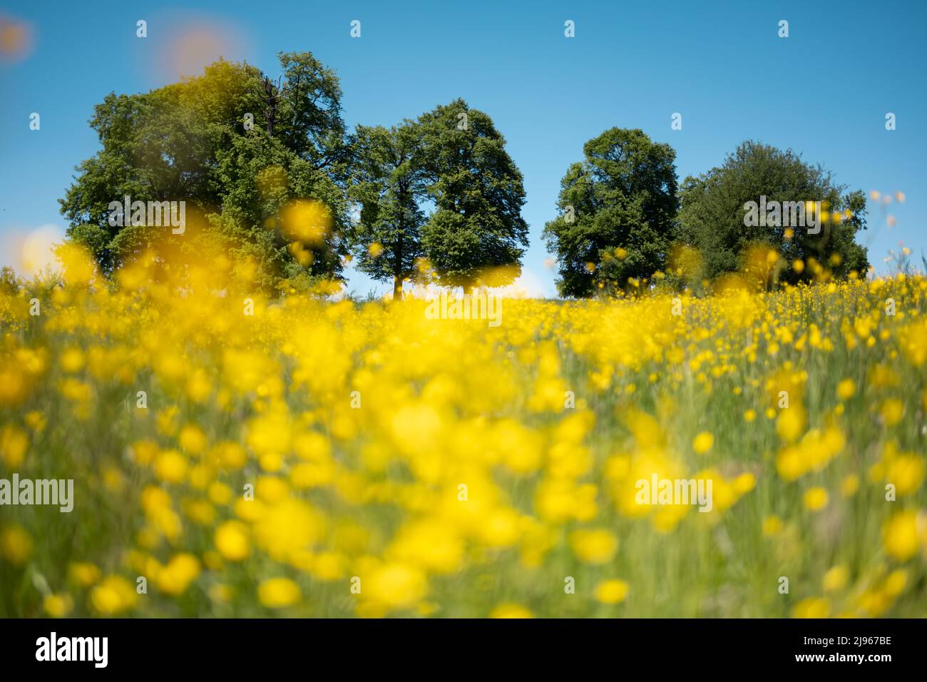 Yellow flowers meadow hi-res stock photography and images - Alamy
