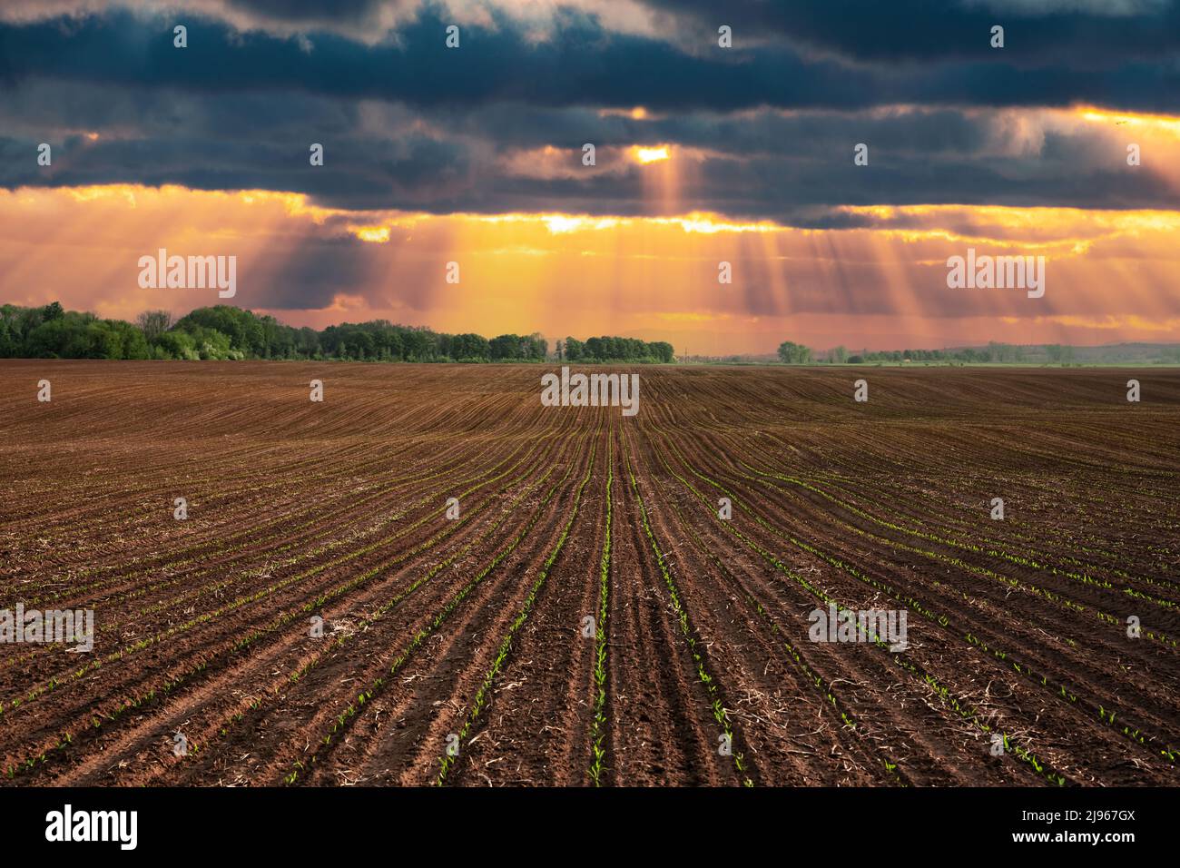 Green corn rows and waves of the agricultural fields of Ukraine ...