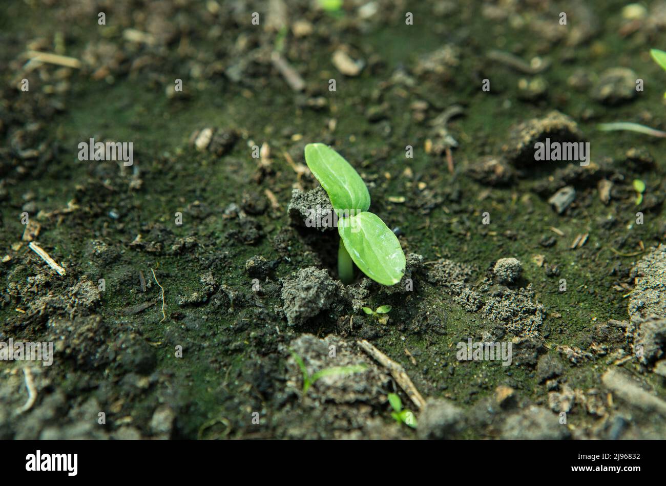 Cucumber sprouts in the garden, seedlings in the garden. Young ...