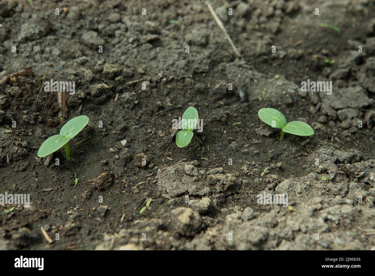 Cucumber sprouts in the garden, seedlings in the garden. Young ...