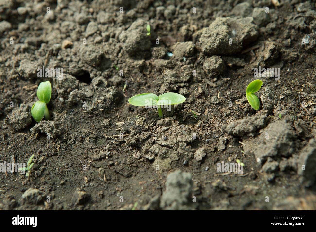 Cucumber sprouts in the garden, seedlings in the garden. Young ...