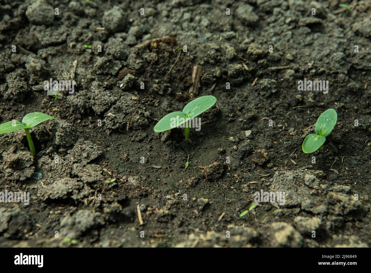 Cucumber sprouts in the garden, seedlings in the garden. Young ...