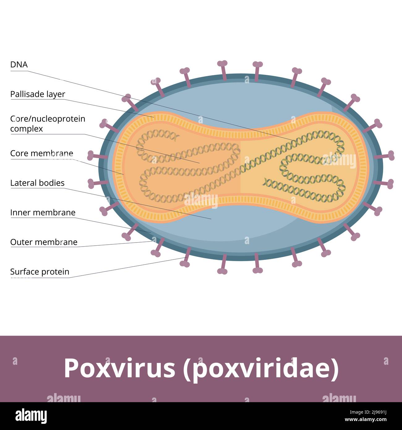 Pox Virus Structure