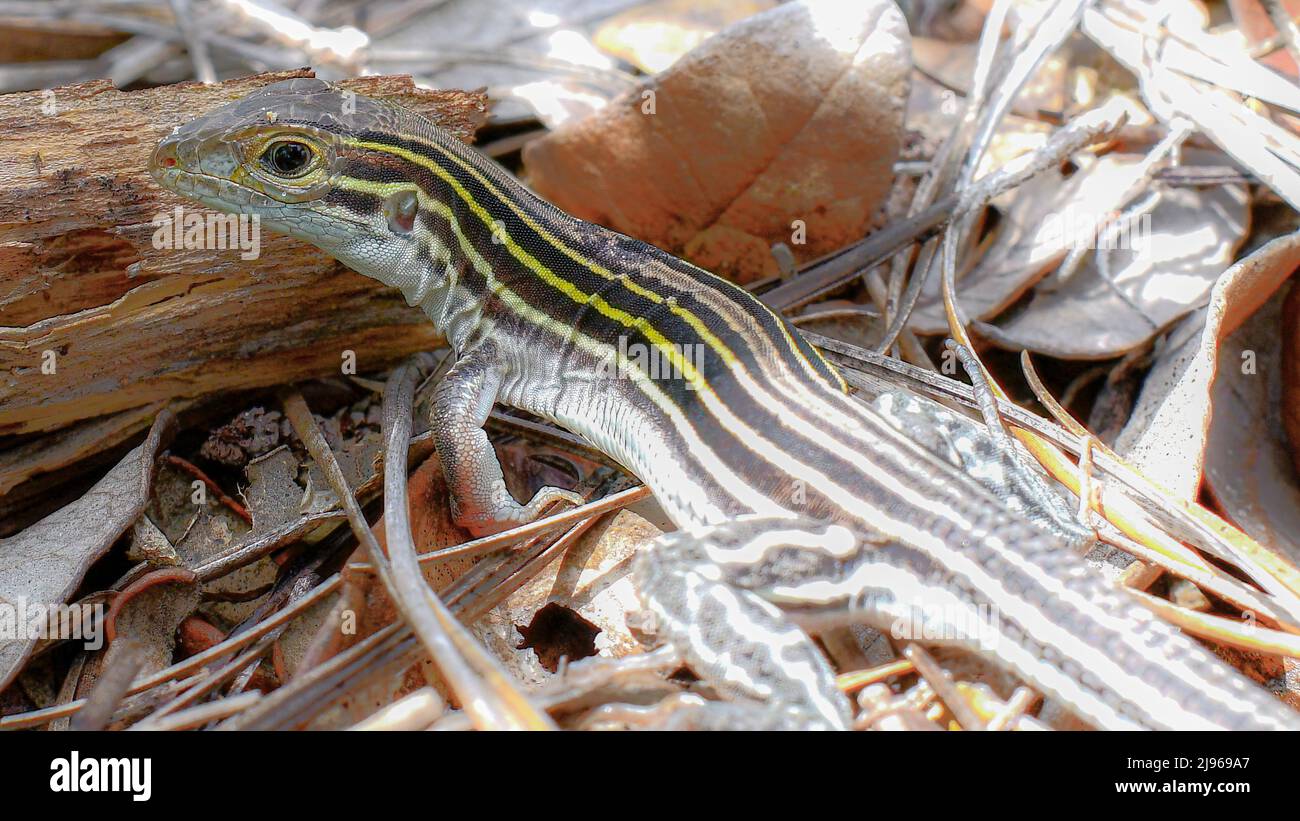 Native reptilian species hi-res stock photography and images - Alamy