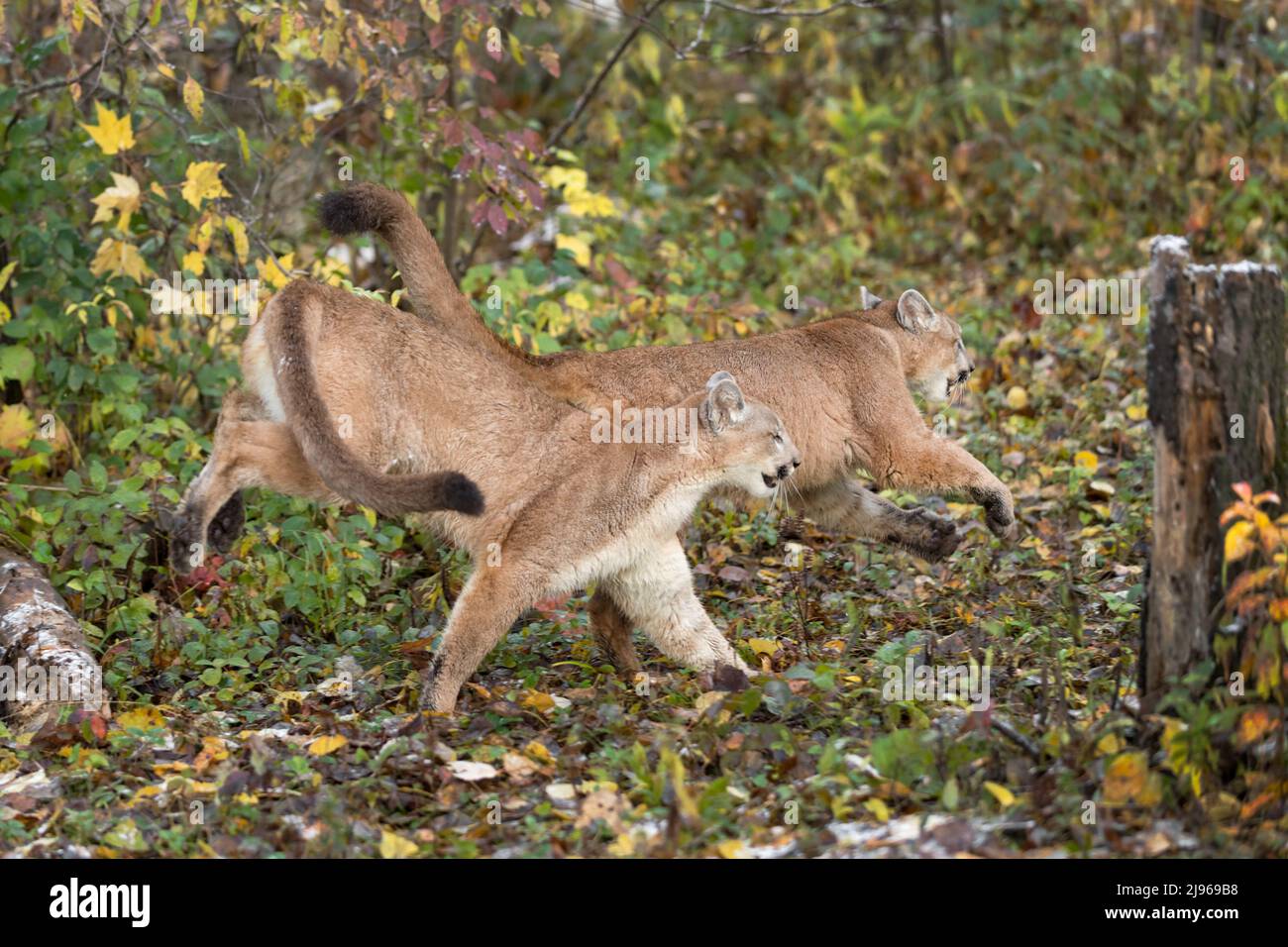 Cougars (Puma concolor) Run Together Autumn - captive animals Stock ...