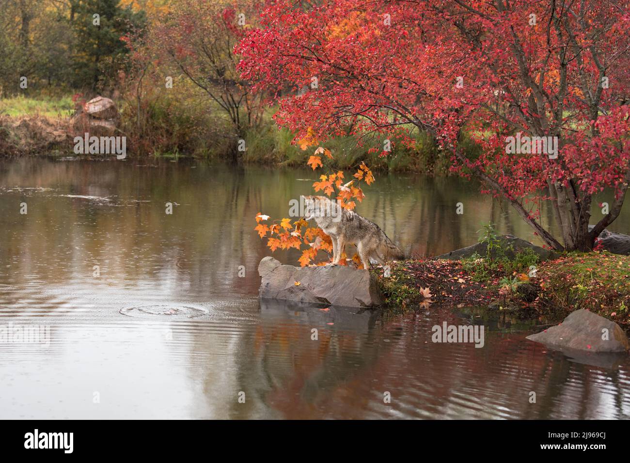 Coyote (Canis latrans) Looks at Ripple in Water Autumn - captive animal ...