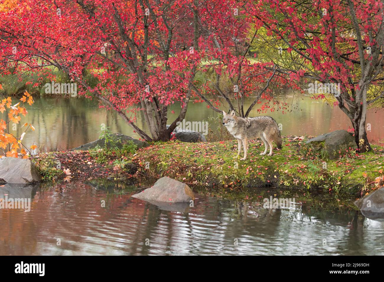 Coyote (Canis latrans) Stands at Center of Island Autumn - captive ...