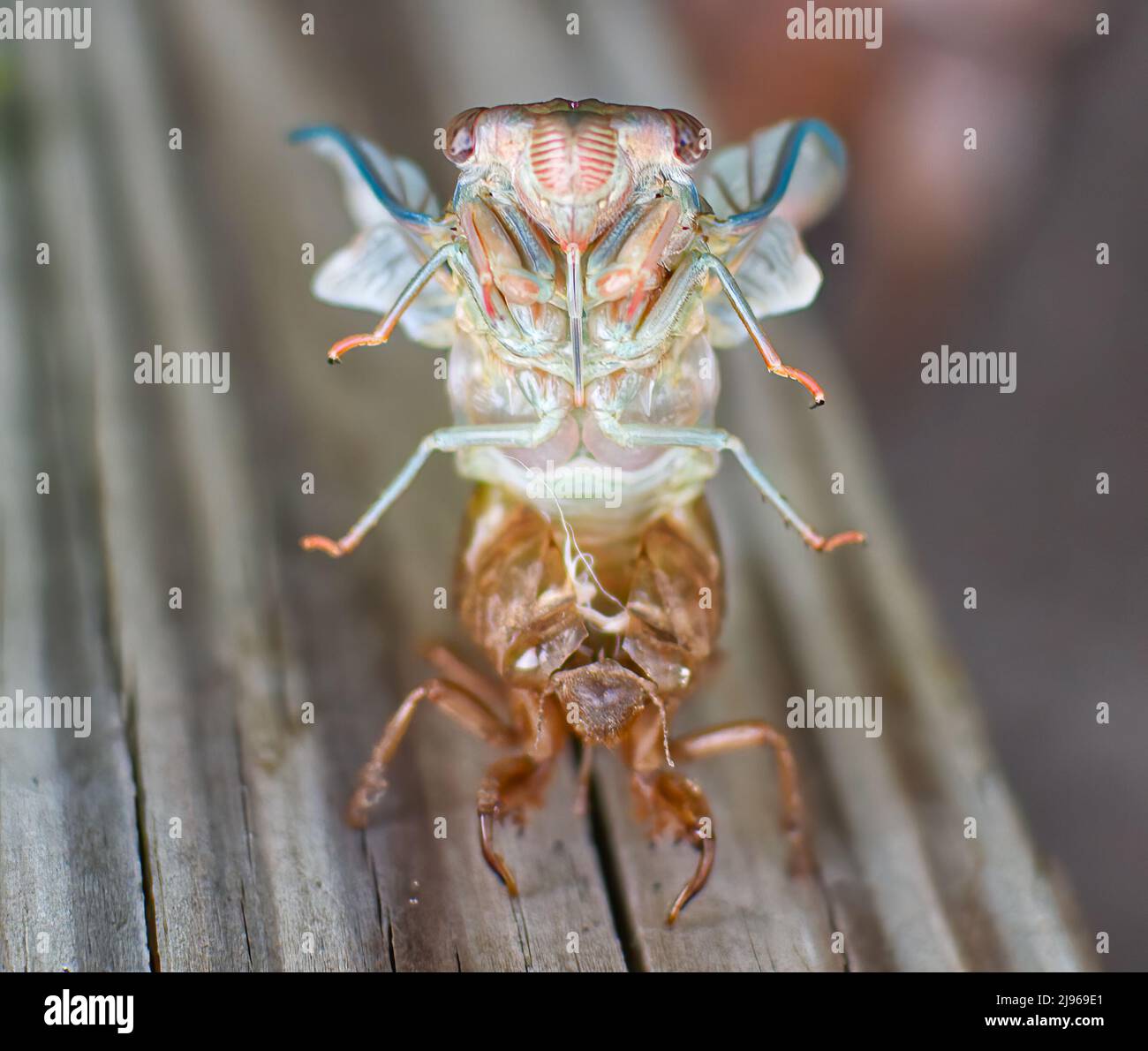 Shed cicada skin hi-res stock photography and images - Alamy