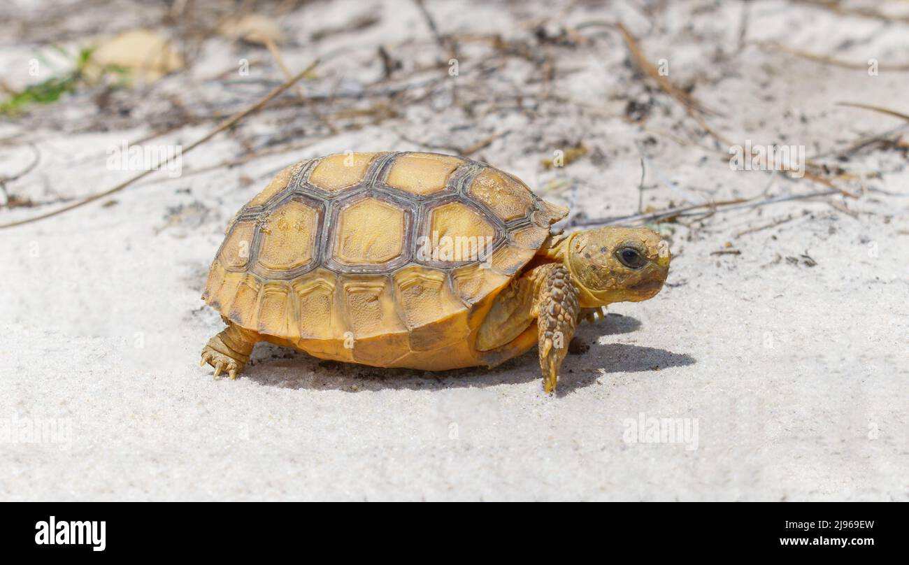 Baby beach shelter hi-res stock photography and images - Alamy