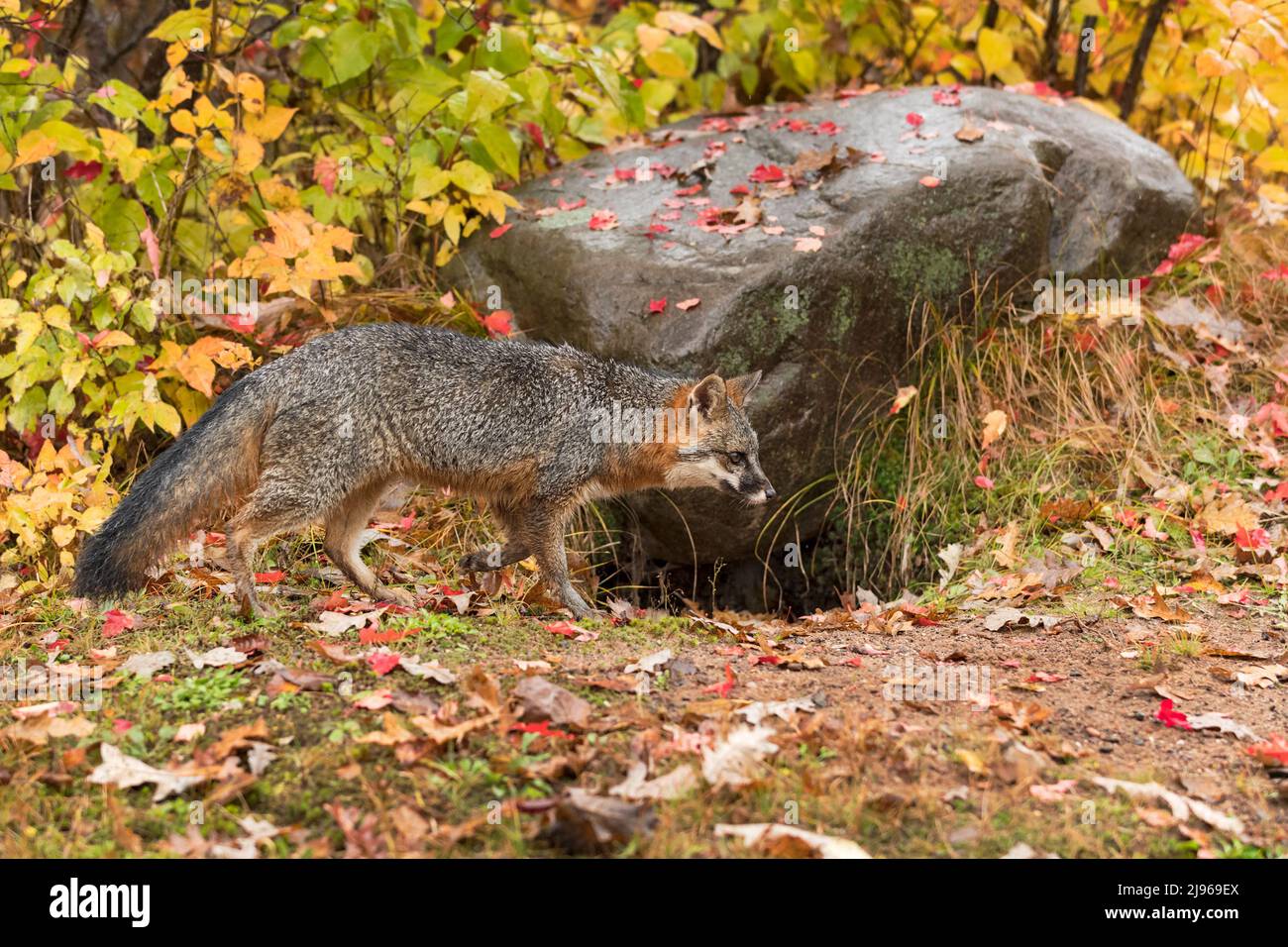 Fox rock den hi-res stock photography and images - Alamy
