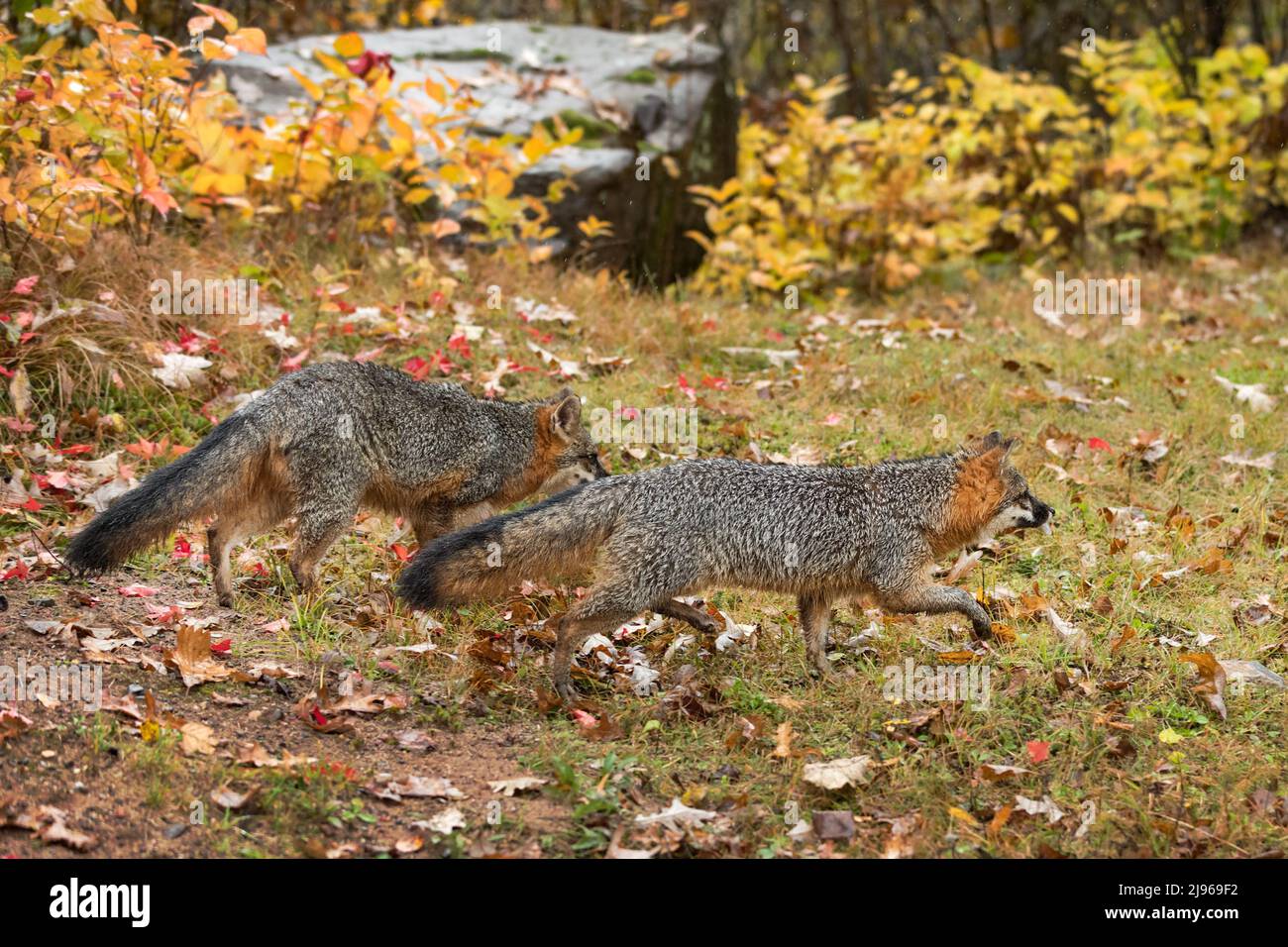 Grey Foxes (Urocyon cinereoargenteus) Run Right Past Rock Autumn ...