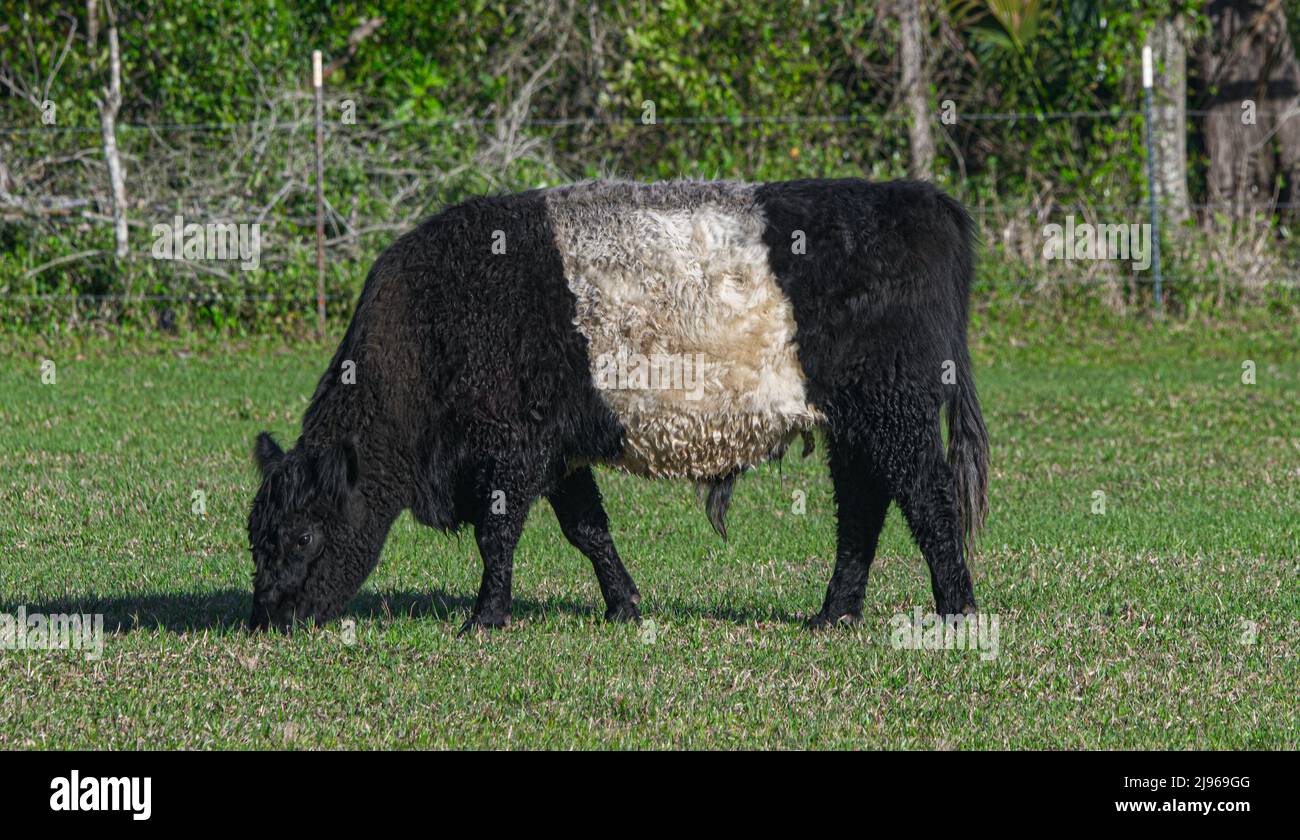 Galloway highland beef cow hi-res stock photography and images - Alamy