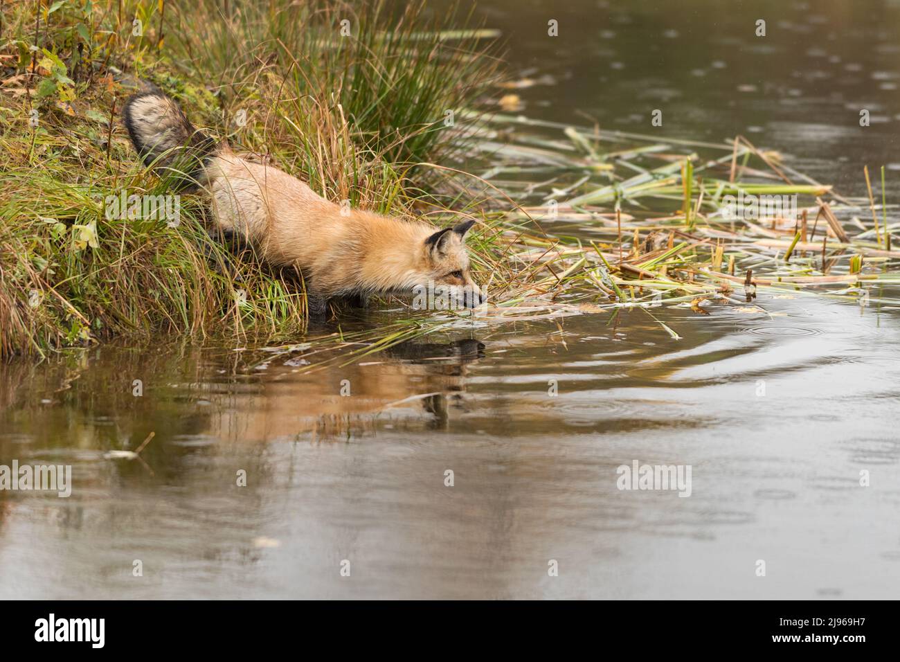 Red Fox (Vulpes vulpes) Reflected in Rain Spotted Water Autumn ...