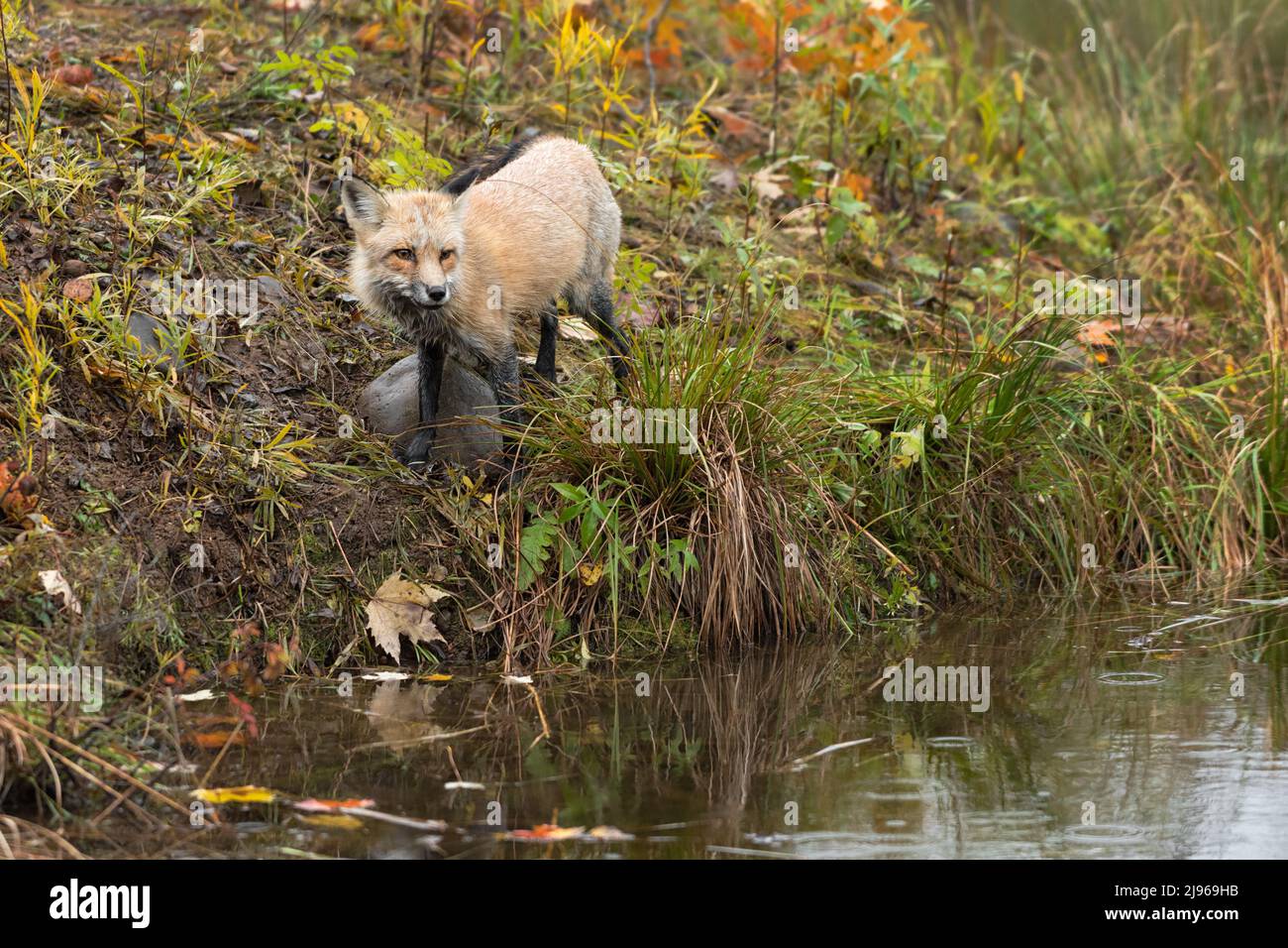 Red Fox (Vulpes vulpes) Stands Turned Next to Water Autumn - captive animal Stock Photo - Alamy