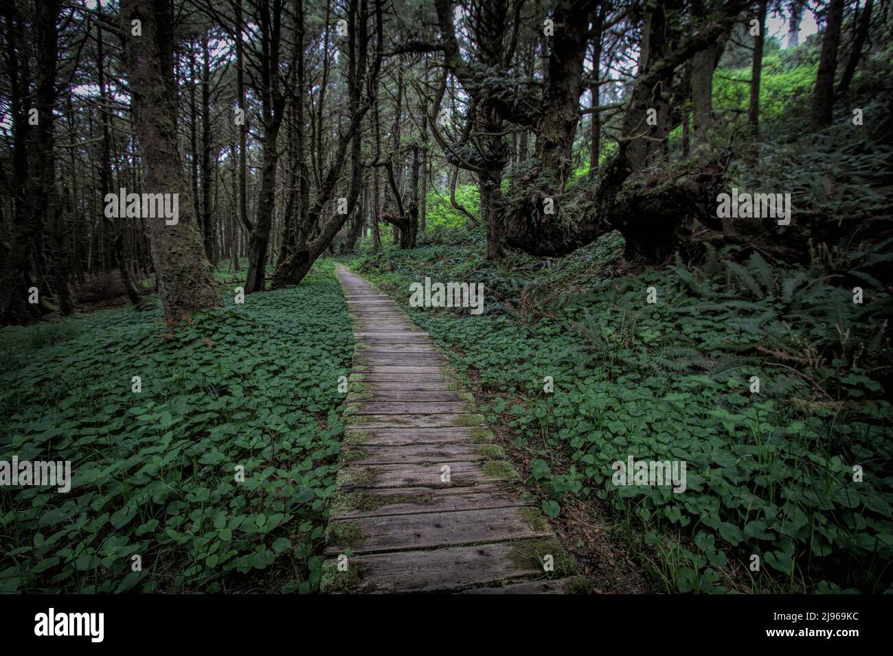 Rustic boardwalk leads into a forest for hikers to follow near Long ...