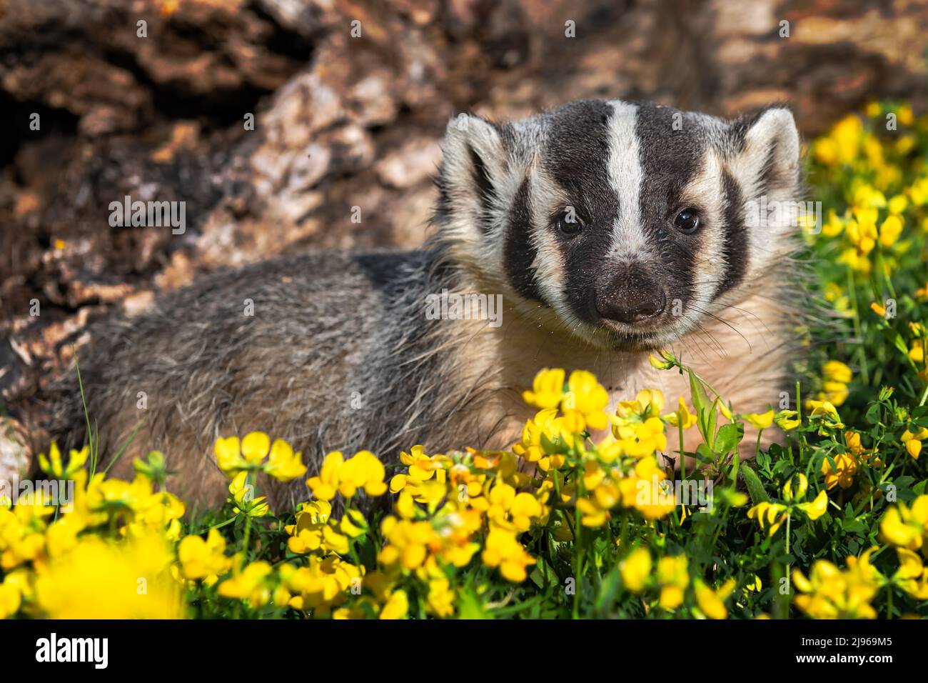 North American Badger (Taxidea taxus) Cub Looks Up From Yellow Flowers ...
