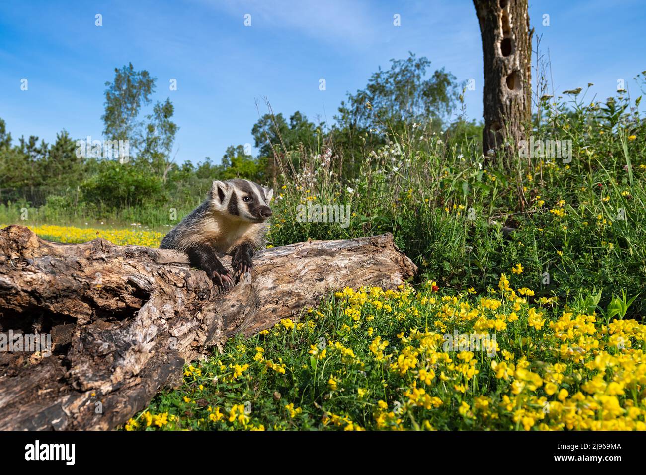 North American Badger (Taxidea taxus) Cub Leans Over Log in Wildflowers ...