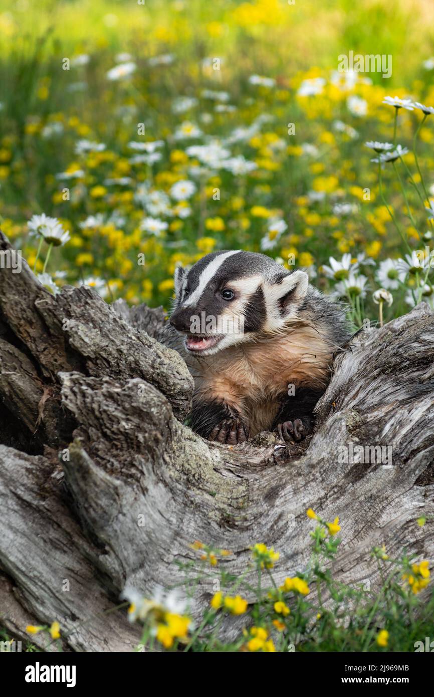 North American Badger (Taxidea taxus) Cub Looks Left Leaning Over Log ...
