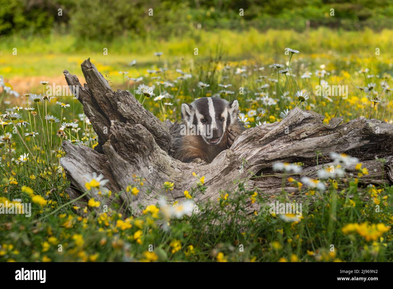 North American Badger (Taxidea taxus) Cub Sits in Log Amongst Flowers ...