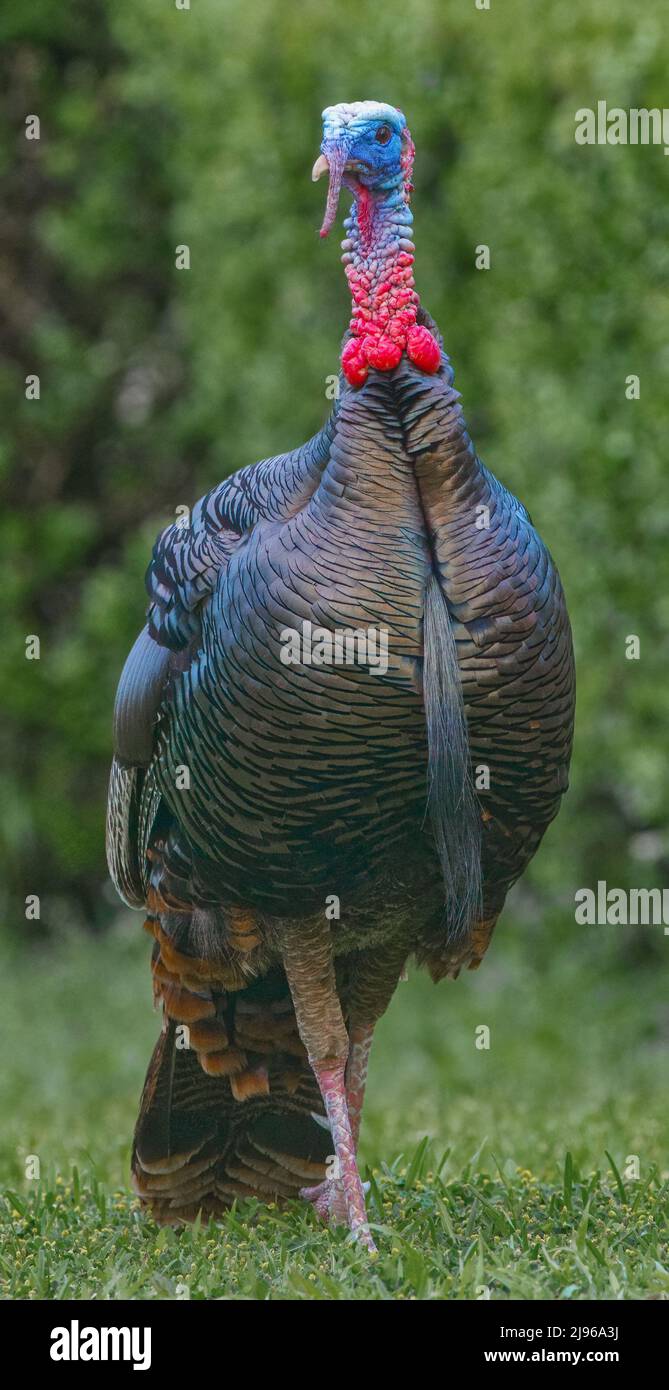 Red caruncle hi-res stock photography and images - Alamy