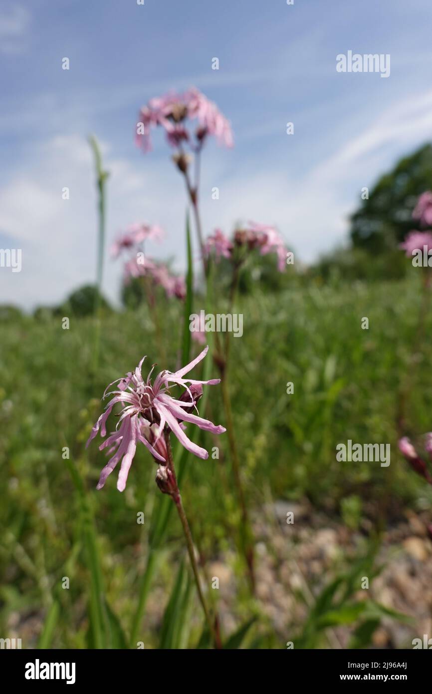 Kuckucks-Lichtnelke (Silene flos-cuculi, Syn. Lychnis flos-cuculi Stock ...