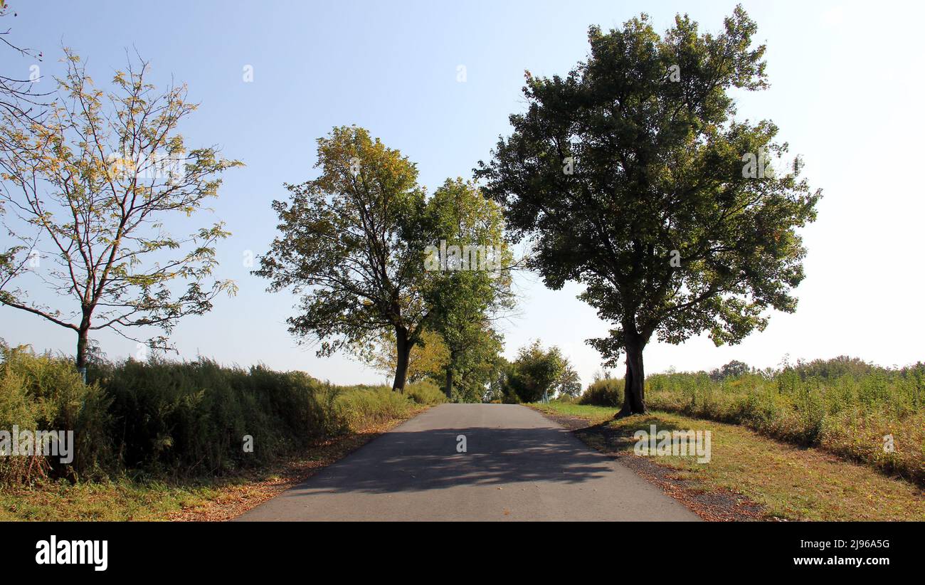 Country landscape with trees-lined local road at Mount Loretto, Staten ...