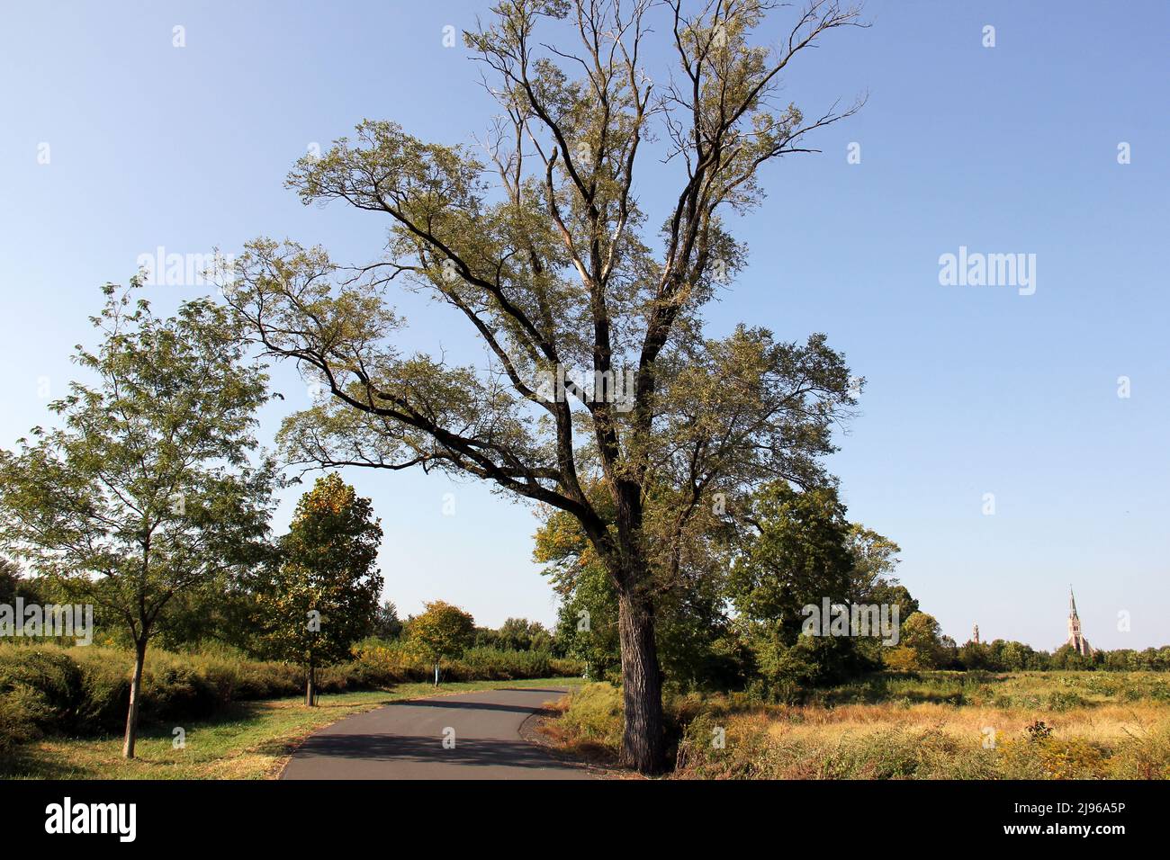 Country landscape with trees-lined local road at Mount Loretto, Staten ...