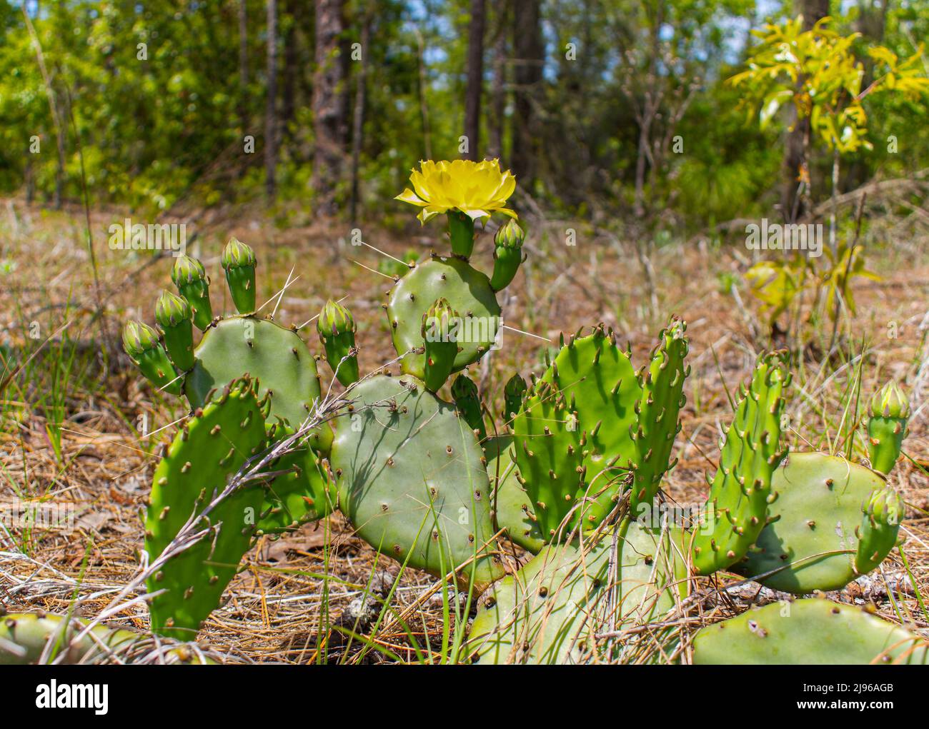 The devils tongue hi-res stock photography and images - Alamy