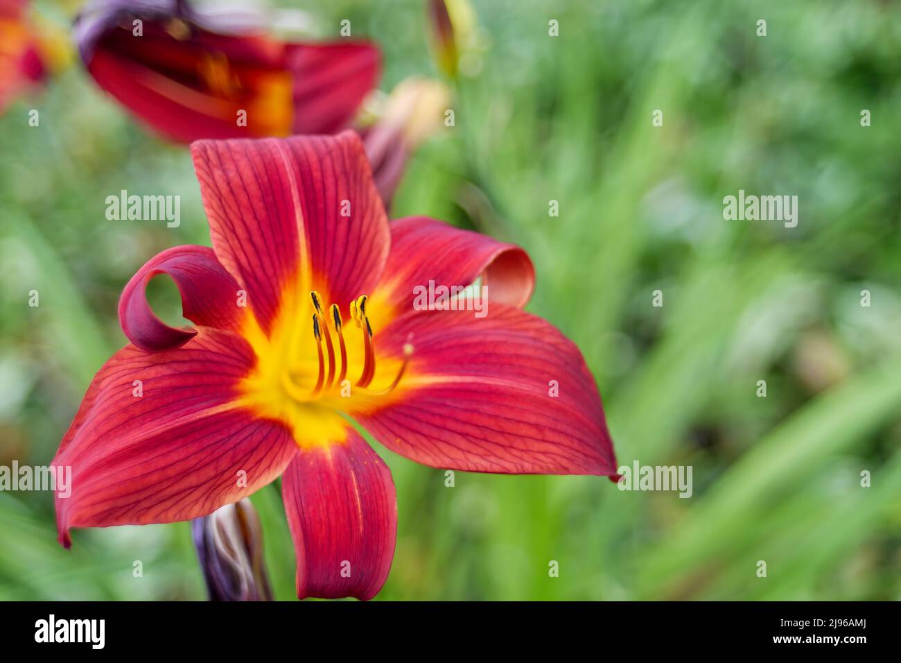 A daylily flower blooming in a garden. Macro with a blurred abstract ...