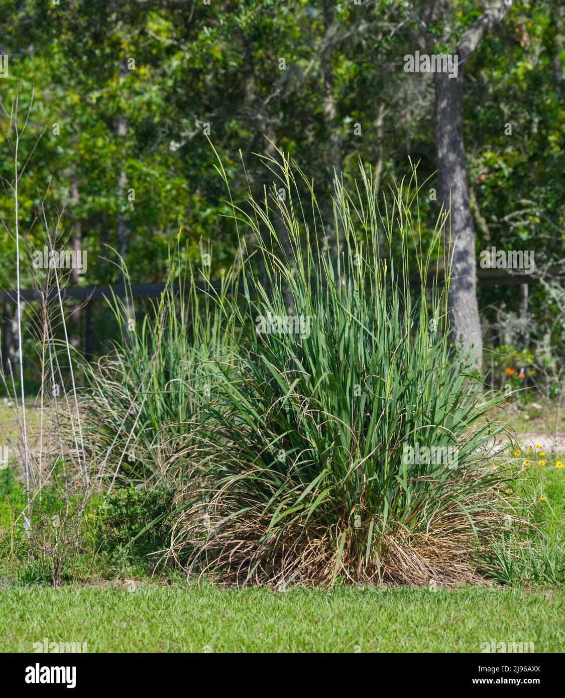 Tripsacum Dactyloides Fakahatchee Grass