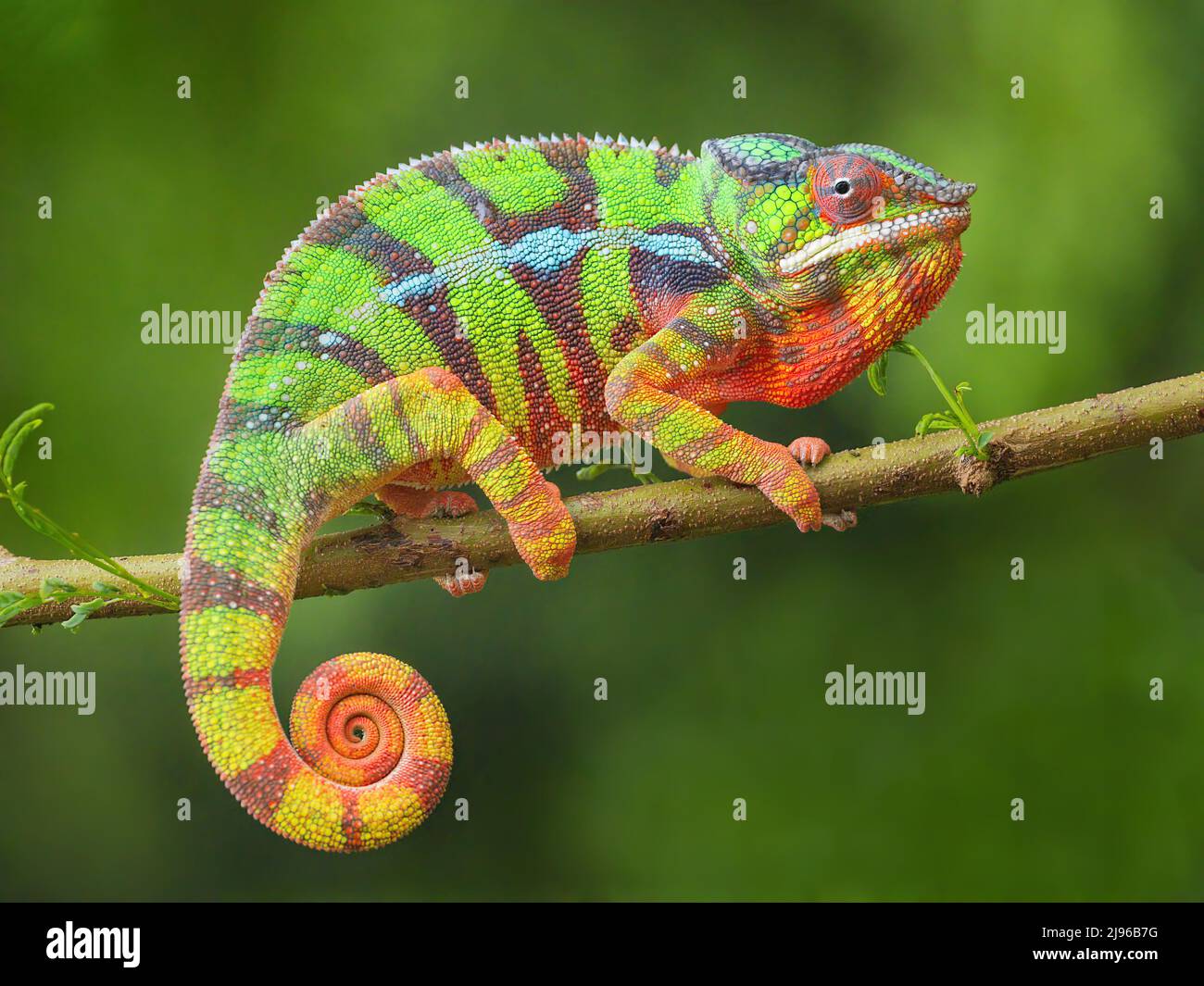 Furcifer pardalis male female hi-res stock photography and images - Alamy