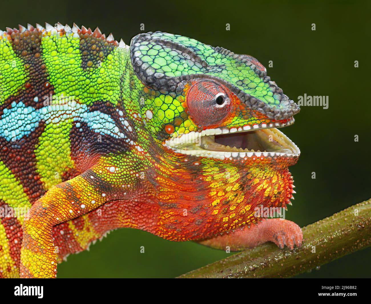 Male and female panther chameleon hi-res stock photography and images ...