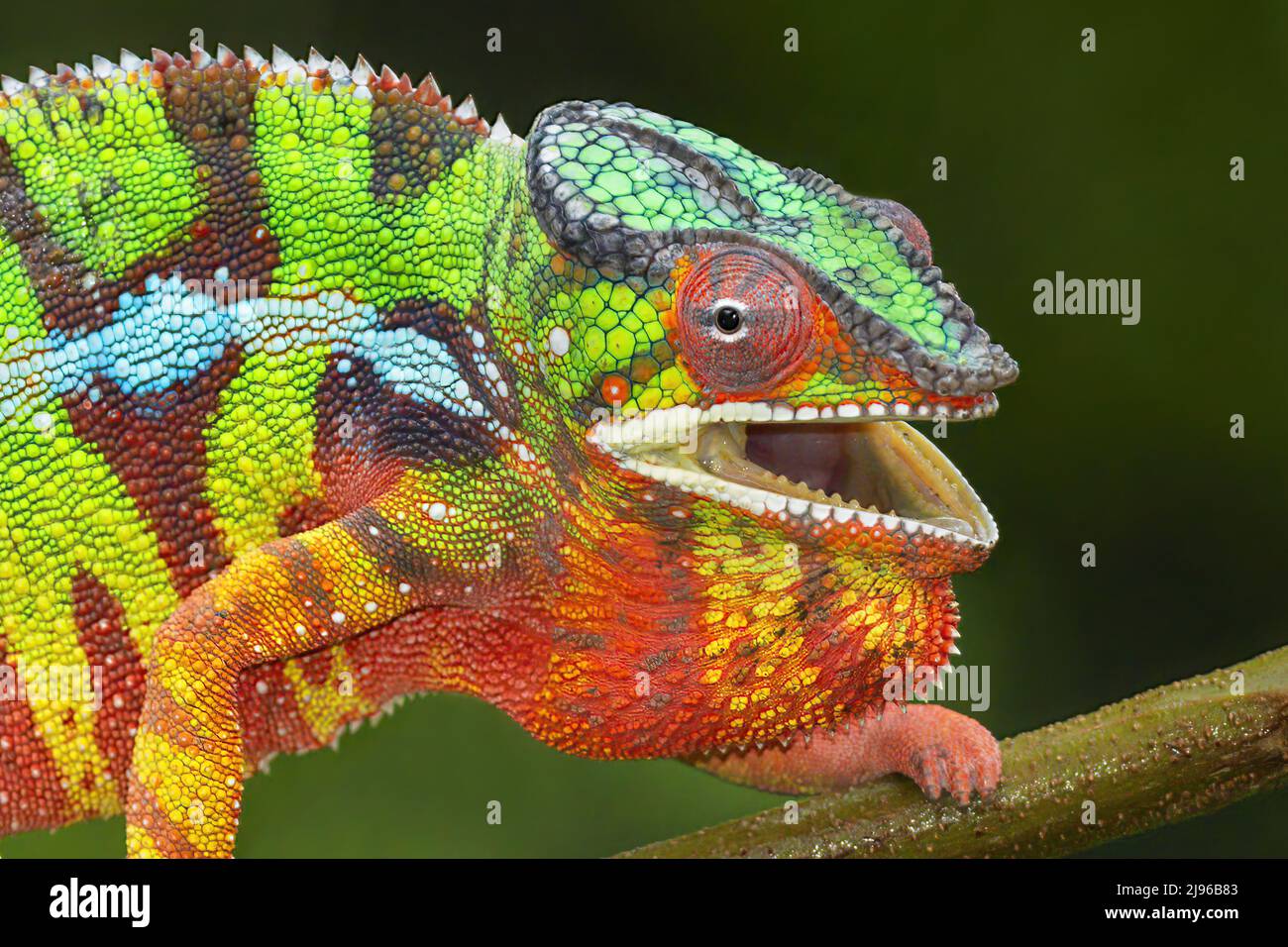 Furcifer pardalis male female hi-res stock photography and images - Alamy