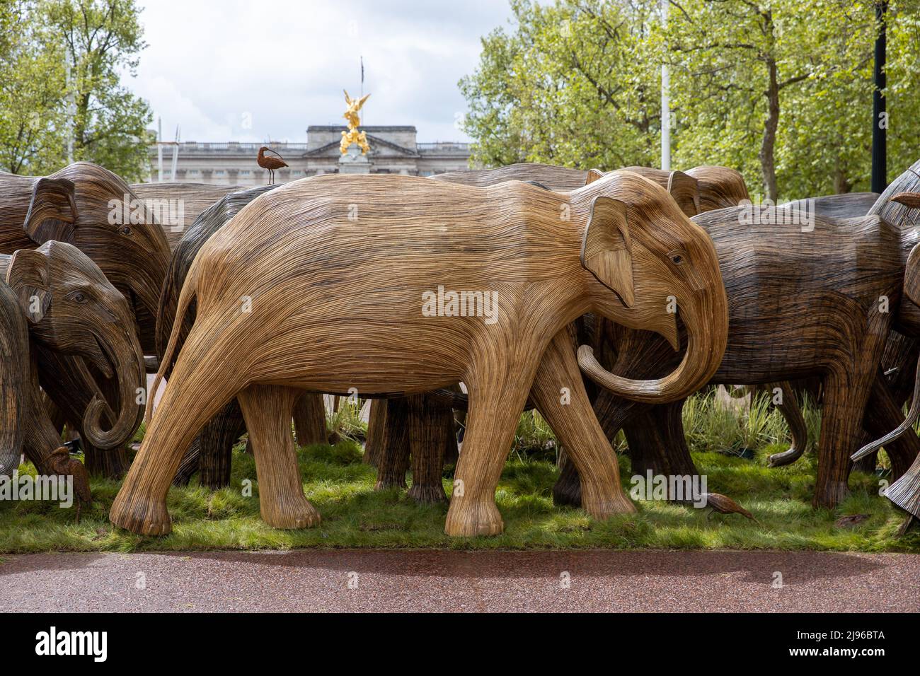 A herd of life-sized elephant sculptures have gone on display in front ...