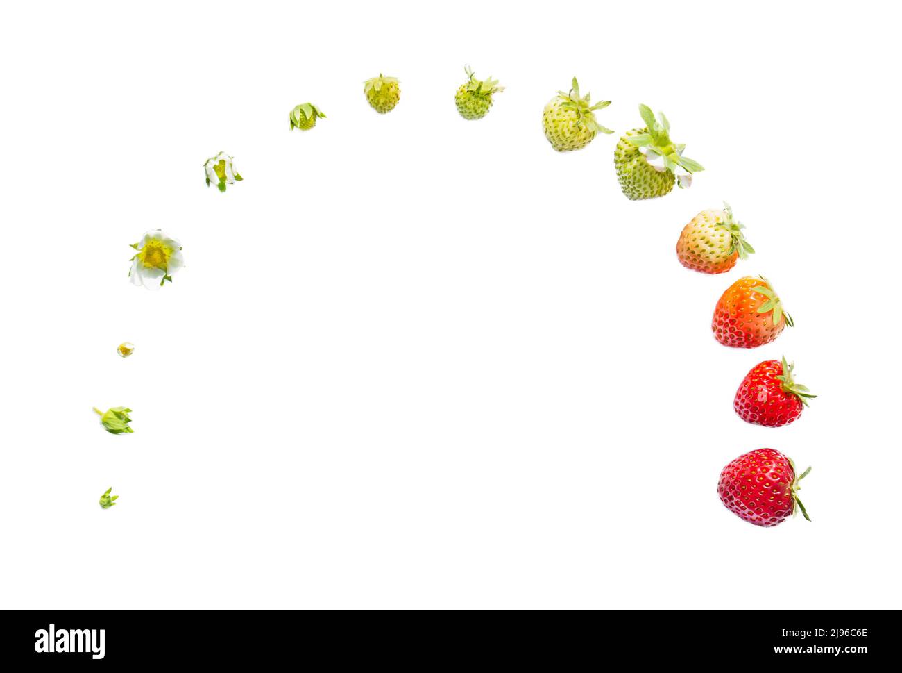 Strawberry Growth On White Background Life Cycle Of Strawberry Plant Growth Stages Top View