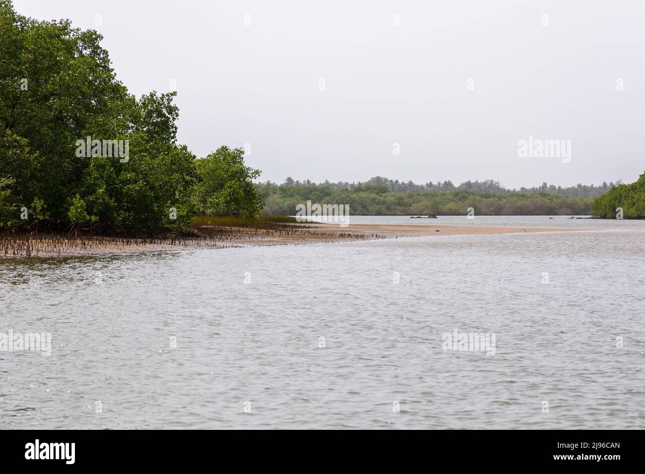 Mangroves growing on shallow parts of land in the middle of Karli River ...