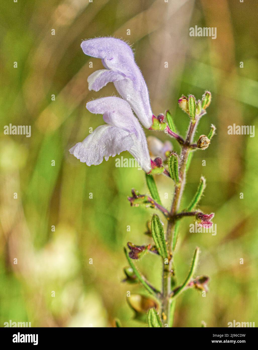 Skullcap field hi-res stock photography and images - Alamy