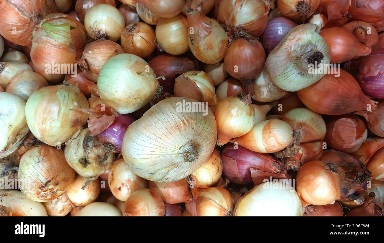 White kitchen onion (Allium cepa) ready for sale Stock Photo - Alamy