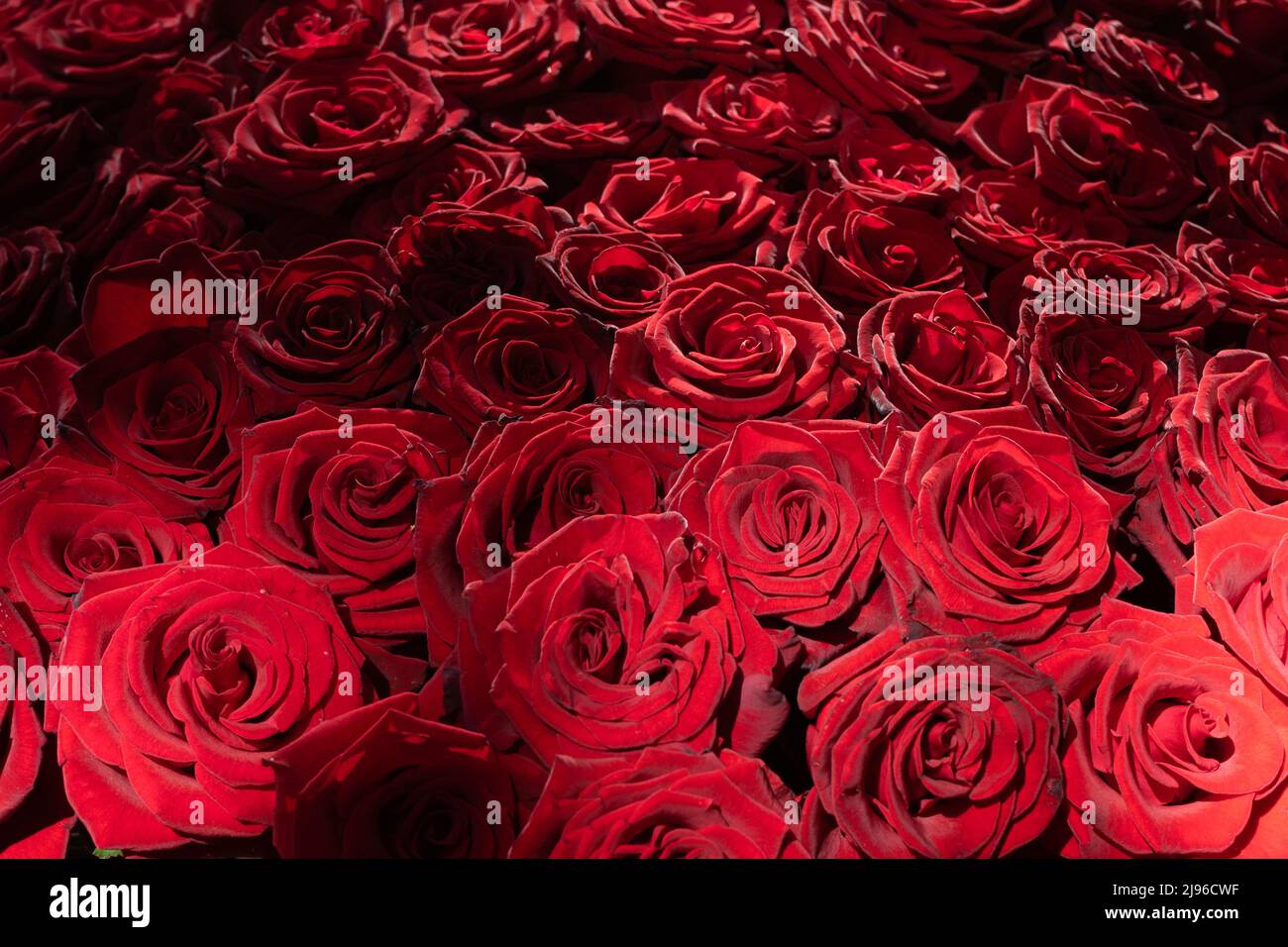 Romantic lighting hi-res stock photography and images - Alamy