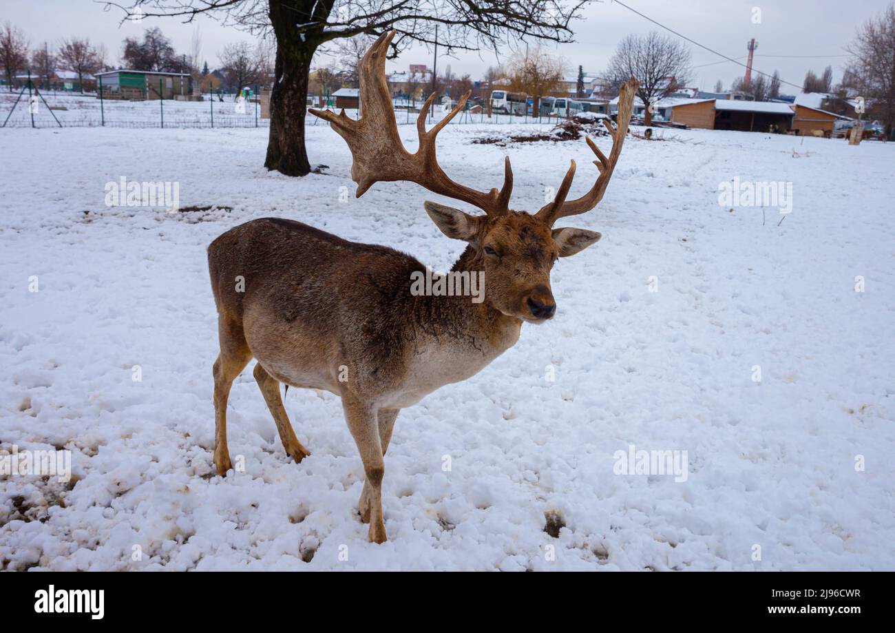 Happy roe deer hi-res stock photography and images - Alamy