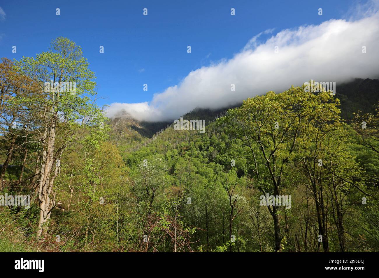 The tree and the foggy summit - Great Smoky Mountains NP, Tennessee ...