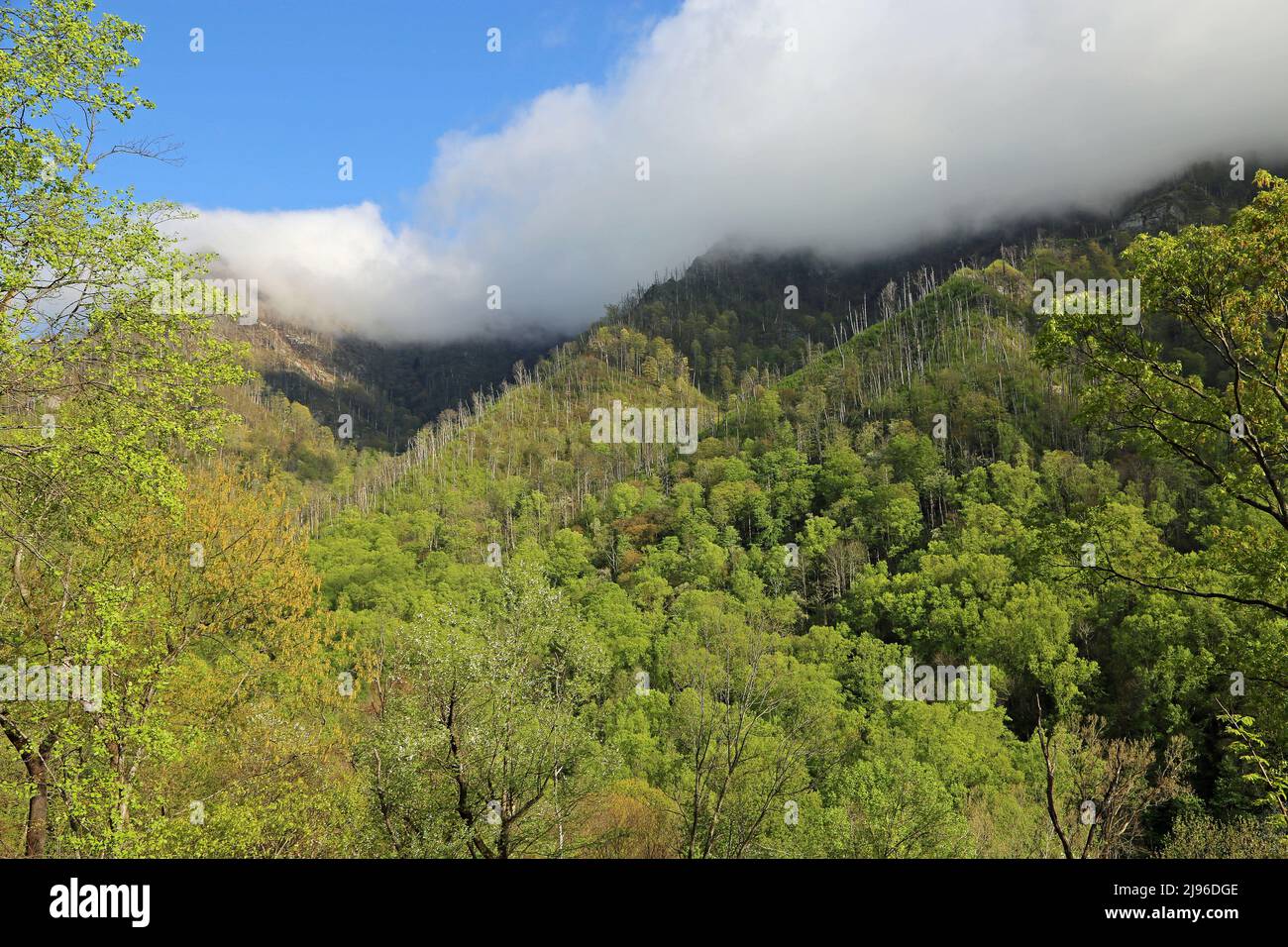 Spring in the mountains - Great Smoky Mountains NP, Tennessee Stock ...